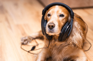 Les astuces pour améliorer votre rythme musical | ICM